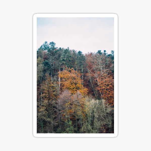 "Autumn Trees in Forest on a Hill" Sticker for Sale by ppolecho | Redbubble