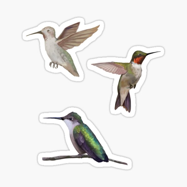 "hummingbirds sticker pack" Sticker for Sale by CanaryM | Redbubble