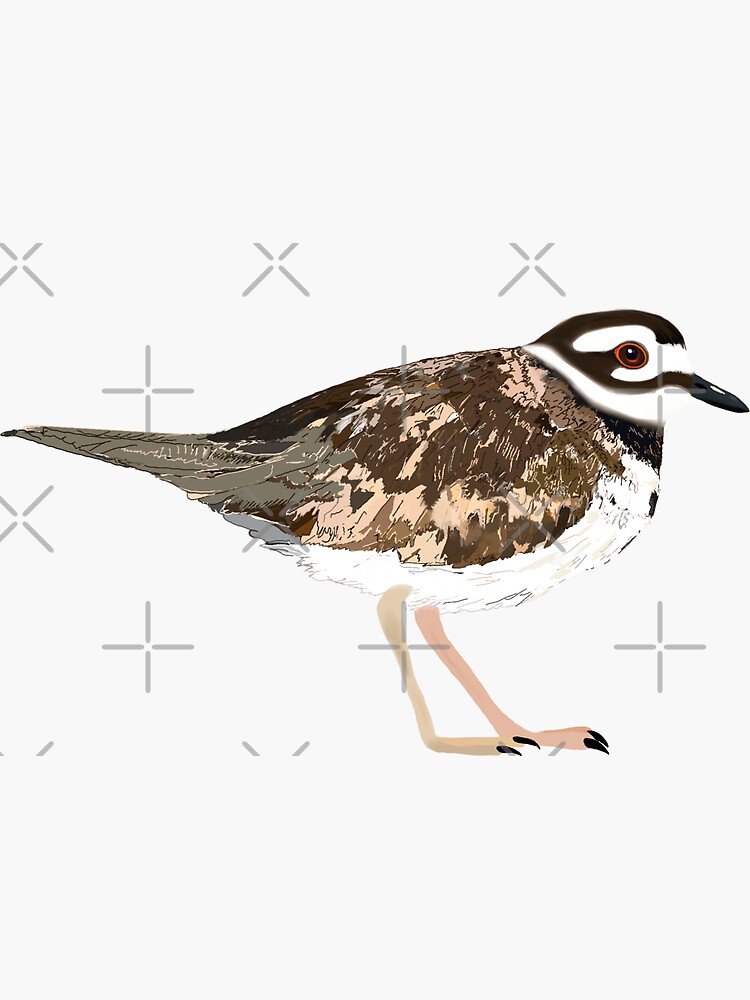 "Killdeer" Sticker by KakarikiKrafts | Redbubble