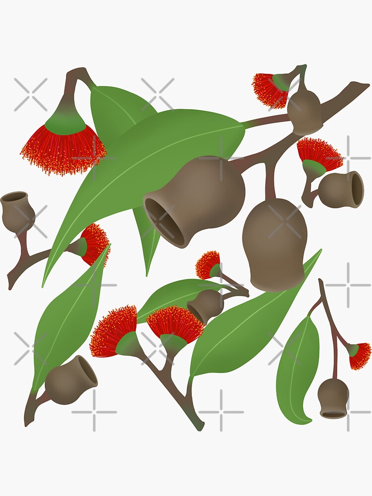 "Gum Nuts and Red Gum Flowers" Sticker for Sale by BundaBear | Redbubble