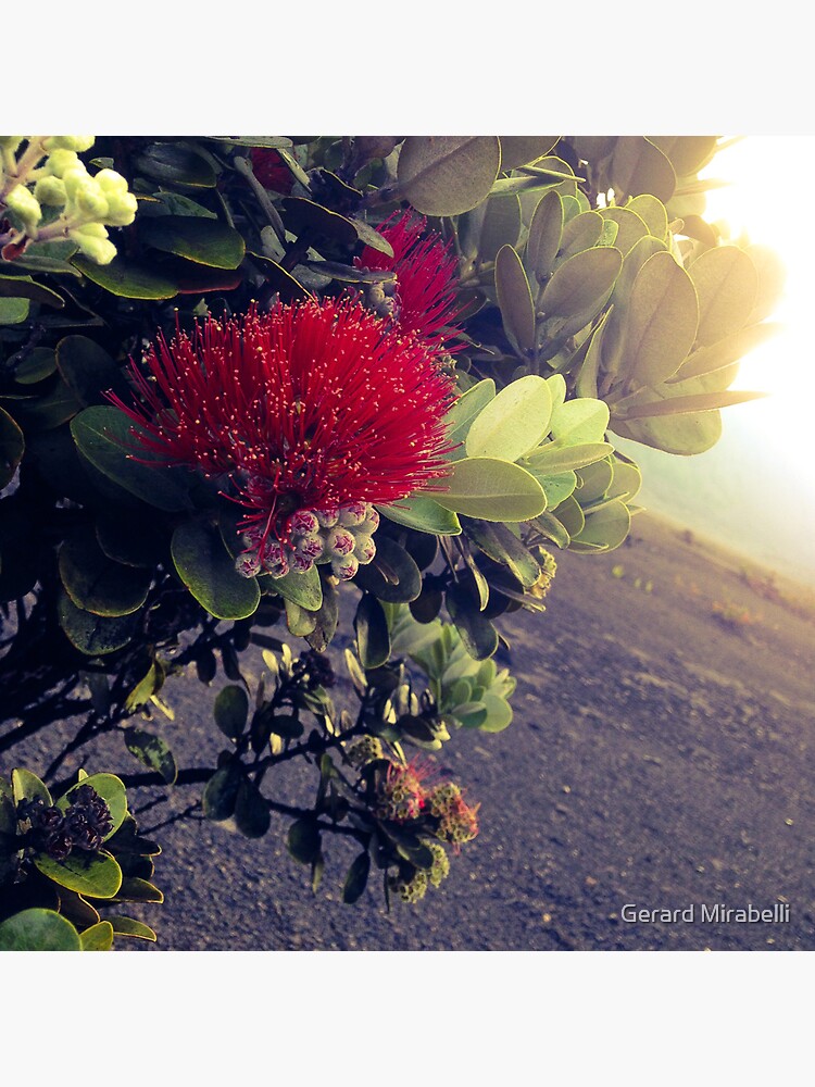 "Ohia Lehua Flower" Sticker by GMAnubisRB | Redbubble