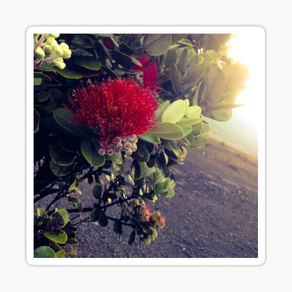 "Ohia Lehua Flower" Sticker by GMAnubisRB | Redbubble