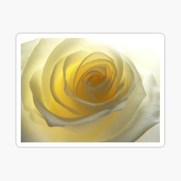 "Pale Yellow Rose" Sticker for Sale by micmac | Redbubble