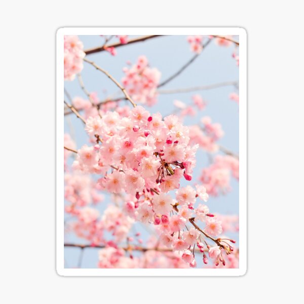 "Tranquil Sakura Tree" Sticker by Adorablecrafts | Redbubble