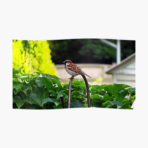 "Male House Sparrow" Poster for Sale by BackyardBirder | Redbubble