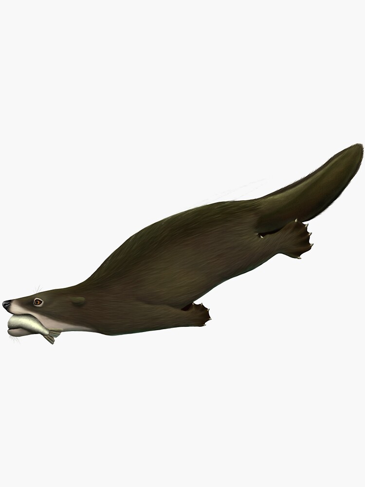 "Castorocauda lutrasimilis catching breakfast" Sticker by synapsid ...