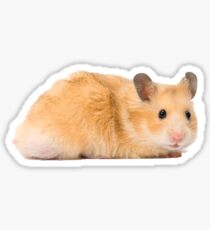 Hamster Stickers | Redbubble