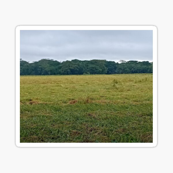 "Paddy fields and nature " Sticker for Sale by Indicator1 | Redbubble