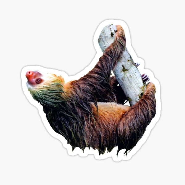 "Cute Rainbow Hanging Sloth" Sticker for Sale by LastLittleBird | Redbubble