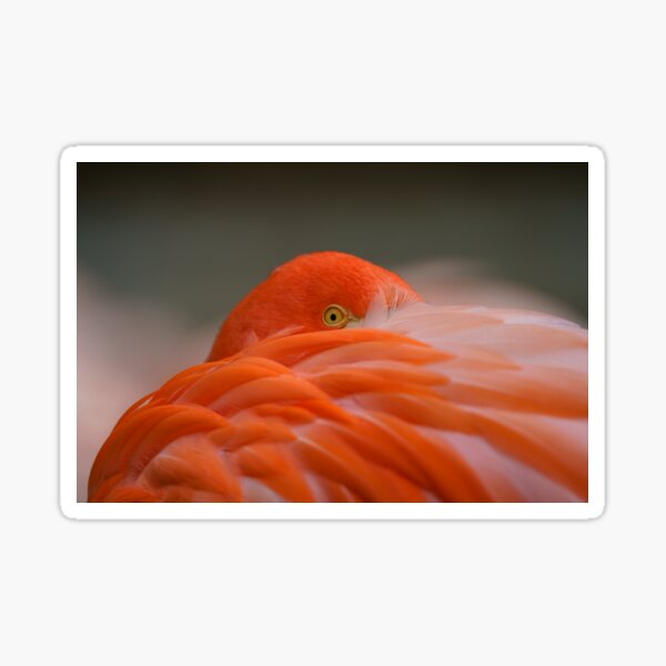"Peeking Flamingo" Sticker for Sale by rawshutterbug | Redbubble