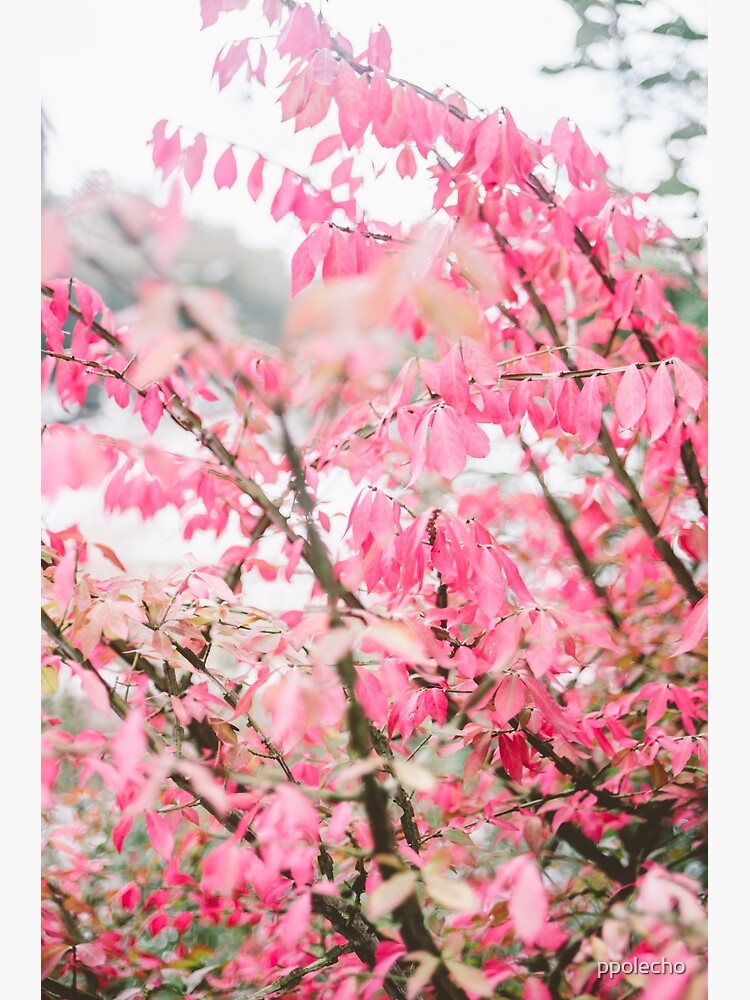 Lámina fotográfica «Hojas de color rosa en el árbol de otoño ...