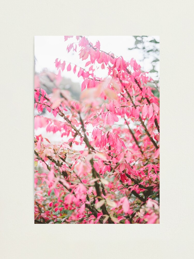 Lámina fotográfica «Hojas de color rosa en el árbol de otoño ...