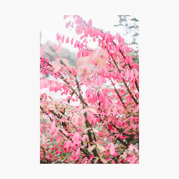 Lámina fotográfica «Hojas de color rosa en el árbol de otoño ...