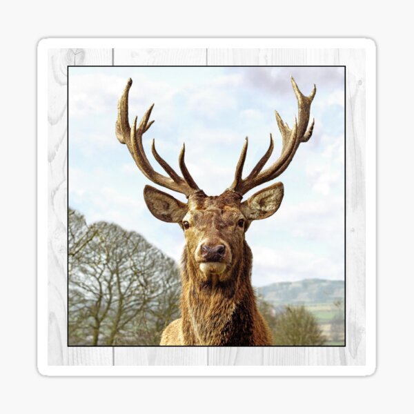 "Stag" Sticker for Sale by angieblue-25 | Redbubble