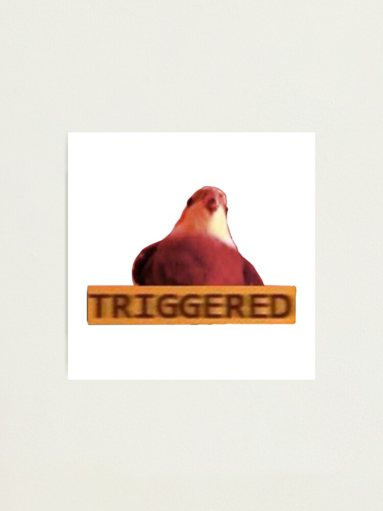 "triggered bird meme" Photographic Print for Sale by celestivl | Redbubble
