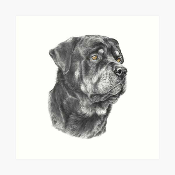 "Cane Corso : Cane Corso Face " Art Print for Sale by LiloPaul | Redbubble