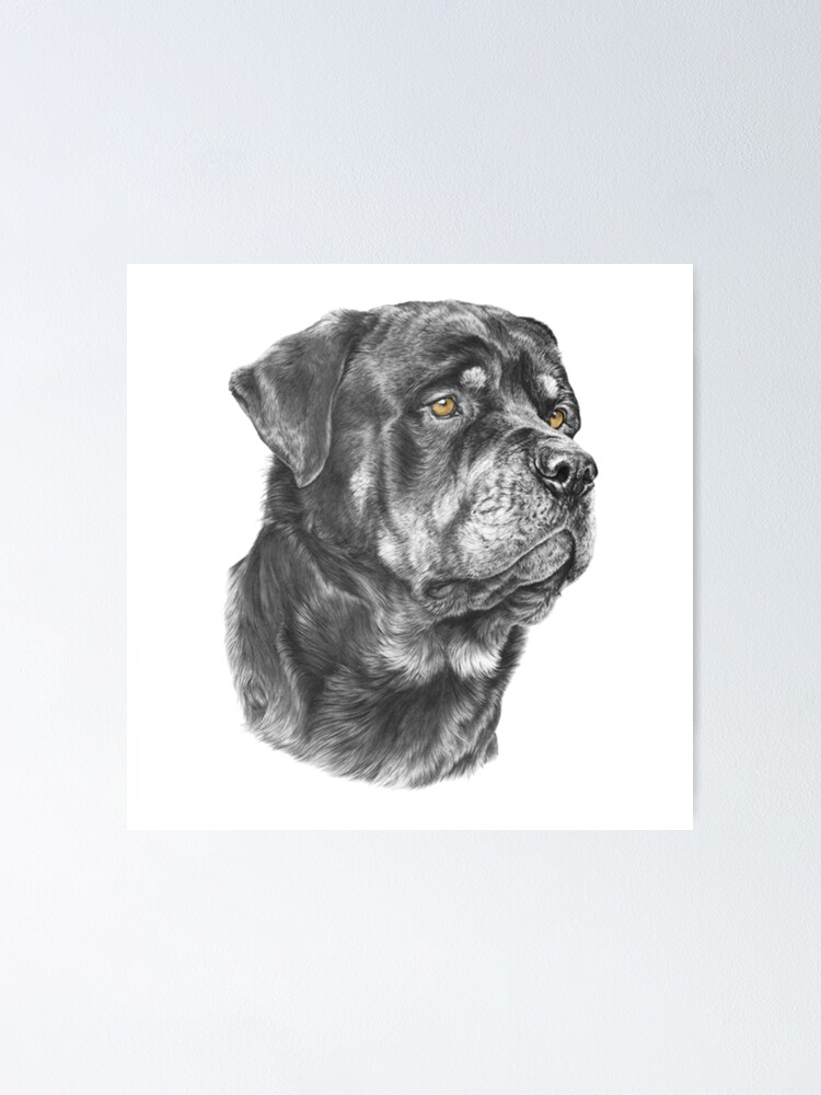"Cane Corso : Cane Corso Face " Poster by LiloPaul | Redbubble