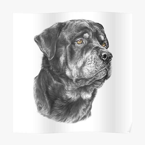 "Cane Corso : Cane Corso Face " Poster by LiloPaul | Redbubble
