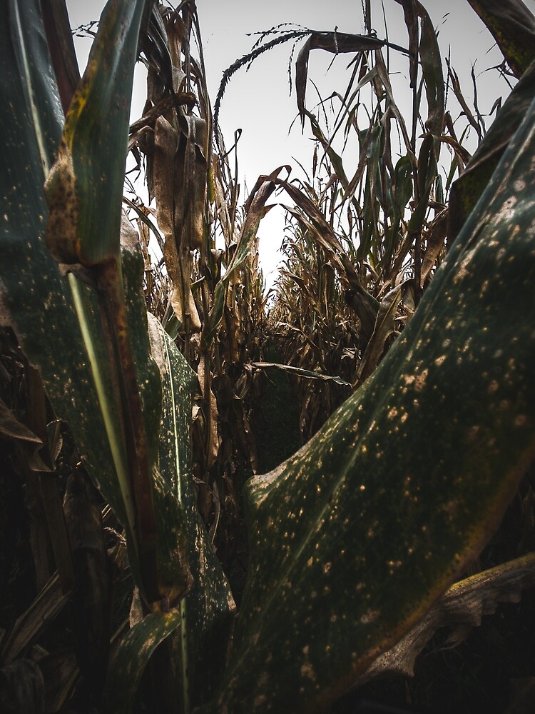 "Corn Field" Poster for Sale by CountDamula1 | Redbubble