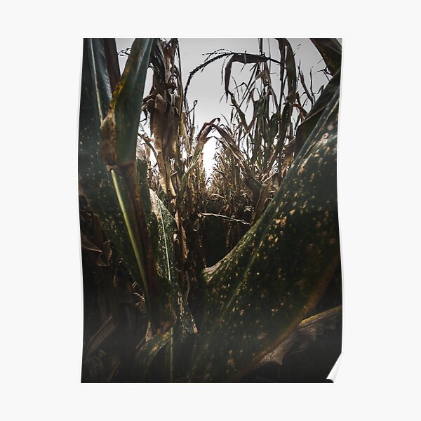 "Corn Field" Poster for Sale by CountDamula1 | Redbubble
