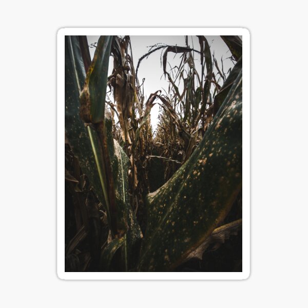 "Corn Field" Sticker by CountDamula1 | Redbubble