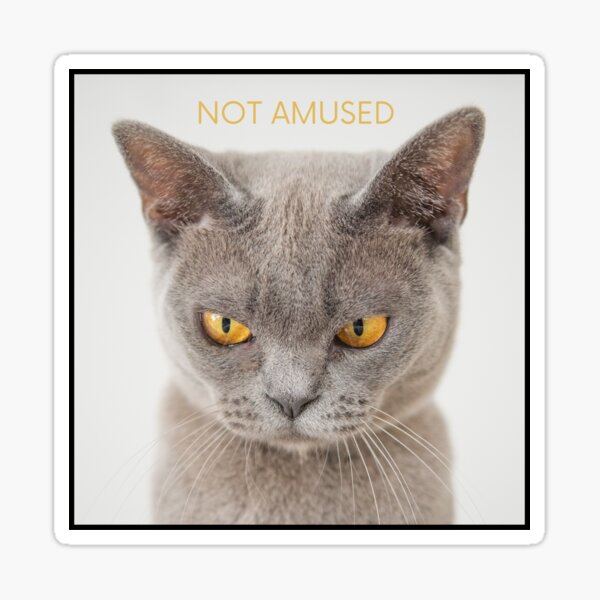 "Not amused grumpy cat" Sticker for Sale by Verhas | Redbubble