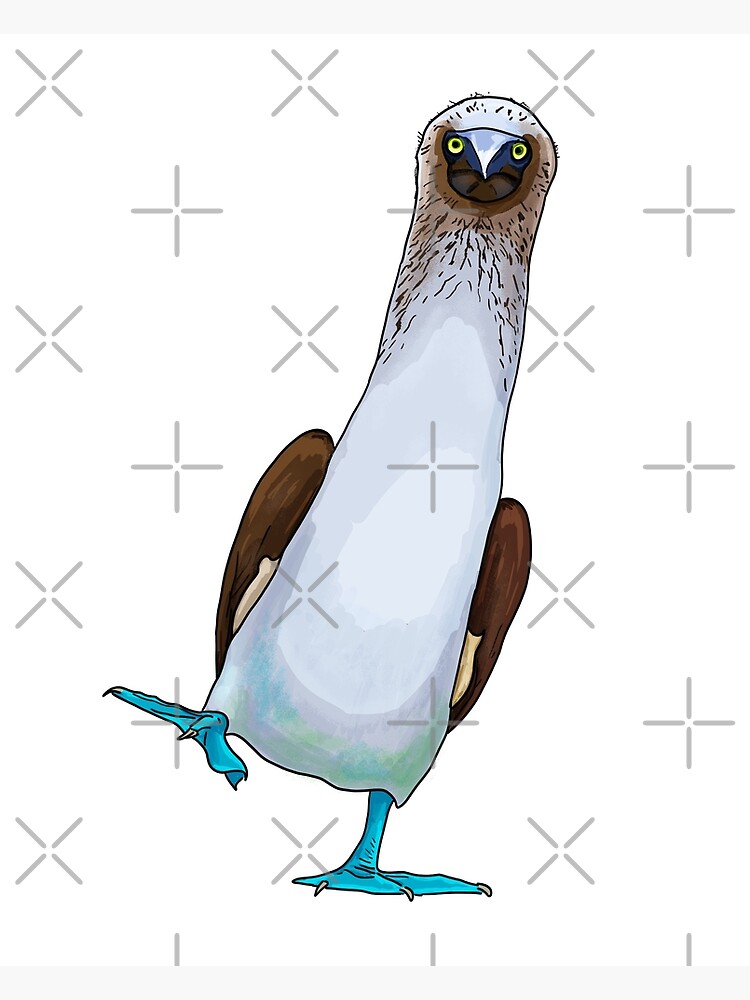 "Dancing blue-footed booby " Poster for Sale by Animalista | Redbubble