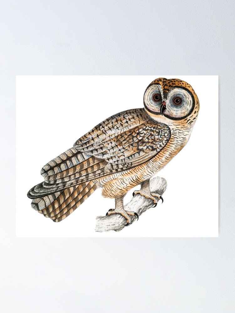 "Raptor - Illustration of a Chinese Owl" Poster for Sale by JulienBProd ...