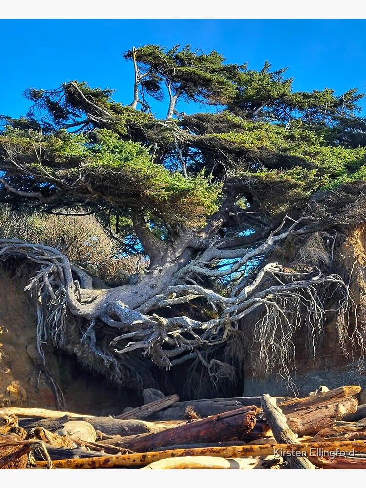 "Kalaloch Tree of Life 2" Poster for Sale by kchase | Redbubble