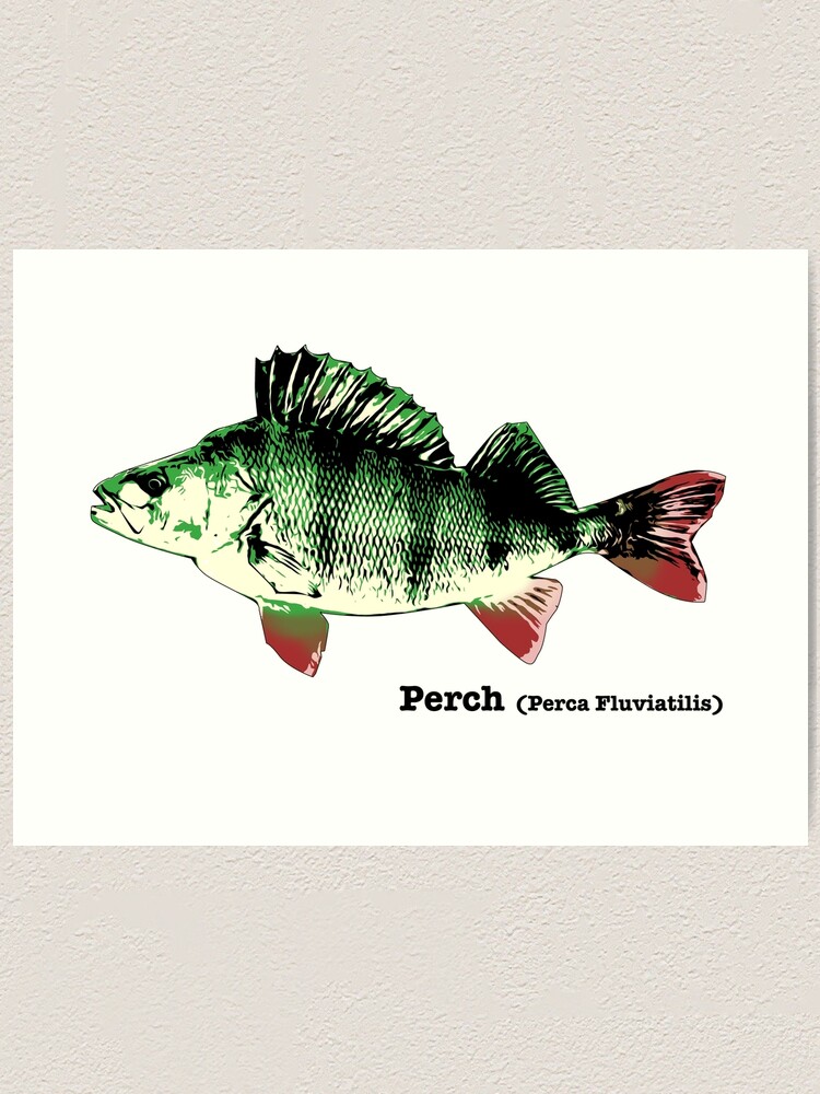 "European Perch" Art Print for Sale by mattjohns49 | Redbubble
