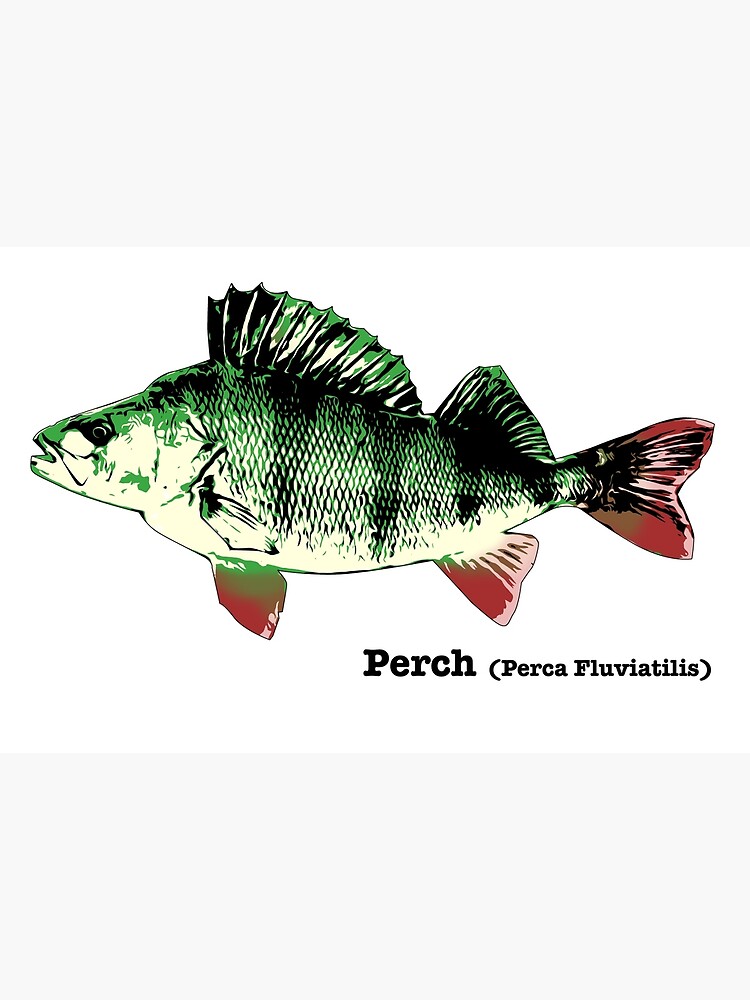 "European Perch" Art Print for Sale by mattjohns49 | Redbubble