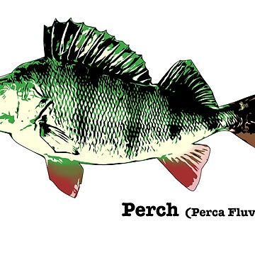"European Perch" Art Print for Sale by mattjohns49 | Redbubble