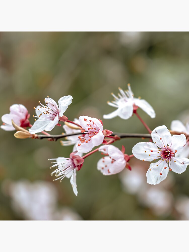 "Light pink flowers" Sticker by Slalon85 | Redbubble