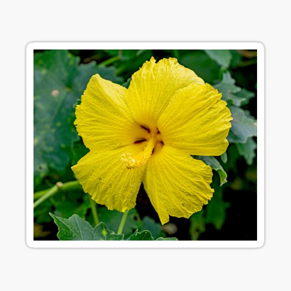 "Ma'o hau hele" Sticker for Sale by KeolaM | Redbubble