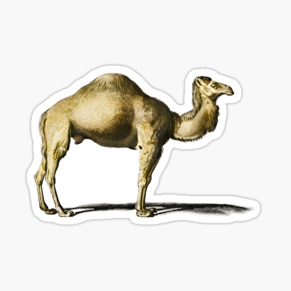 "Camel" Sticker by kwbord | Redbubble