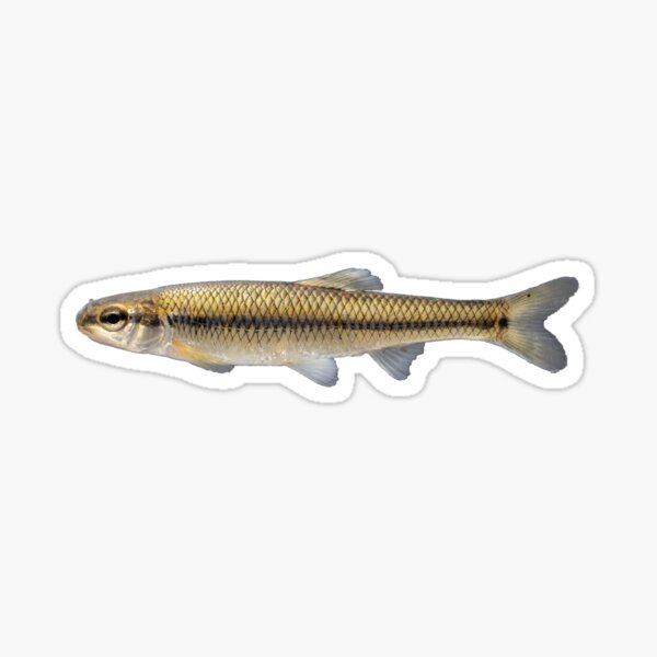 "Bluntnose Minnow (Pimephales notatus)" Sticker for Sale by ...