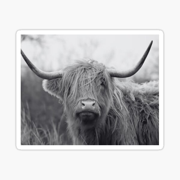 "Scottish Highlander" Sticker by TheWay-ThisIs | Redbubble
