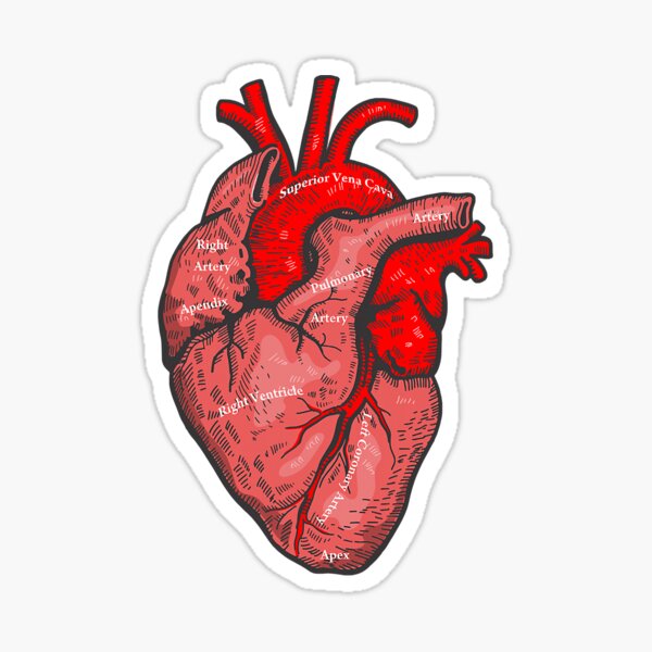 "Medical Anatomy Illustration Human" Sticker for Sale by thailam4598 ...