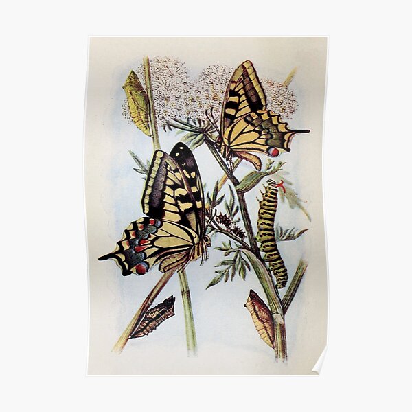"Vintage Butterfly Illustrations | Swallowtail Butterfly Life Cycle ...