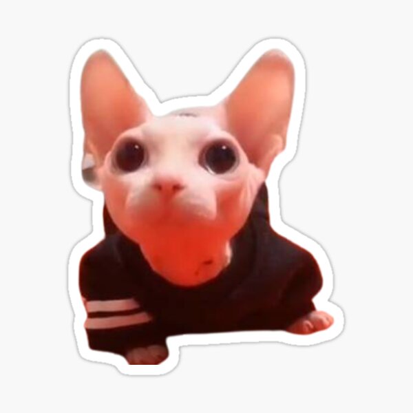 "Bingus" Sticker for Sale by MemeDealer3 | Redbubble