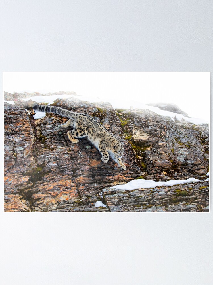 "Snow Leopard on rocky ledge" Poster for Sale by darby8 | Redbubble