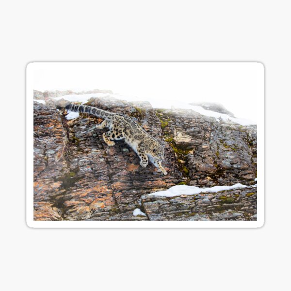 "Snow Leopard on rocky ledge" Sticker by darby8 | Redbubble