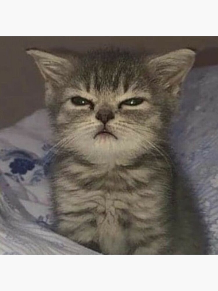 "angry and sleepy cat" Sticker by Nebojsa89 | Redbubble