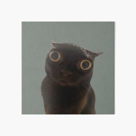 "Staring cat meme" Art Board Print by Alegzandra | Redbubble