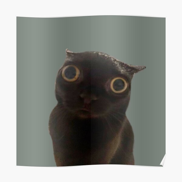 "Staring cat meme" Poster for Sale by Alegzandra | Redbubble