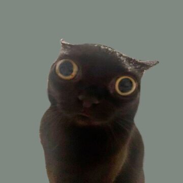 "Staring cat meme" Poster for Sale by Alegzandra | Redbubble