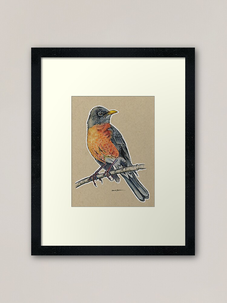 "State Bird Series: Connecticut - American Robin" Framed Art Print for ...