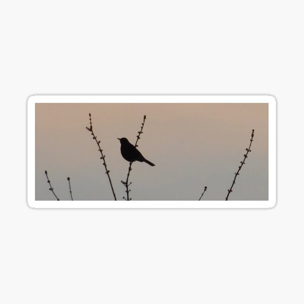 "Songbird silhouette " Sticker by IBX-ART | Redbubble