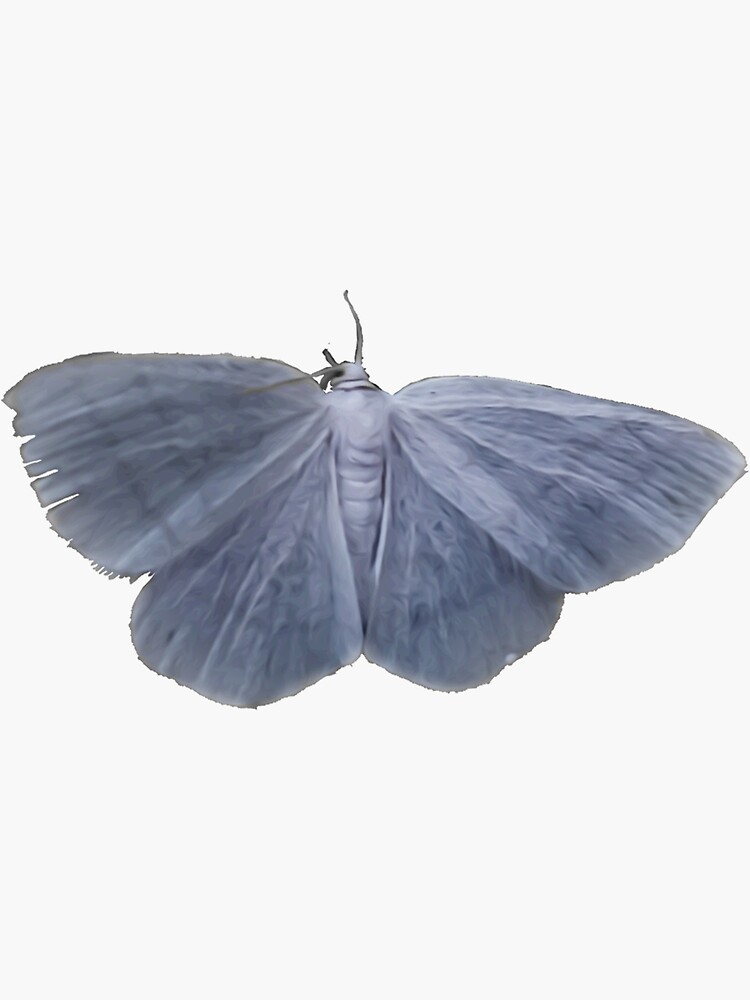 "Gossamer Moth" Sticker by 17kurpieln | Redbubble