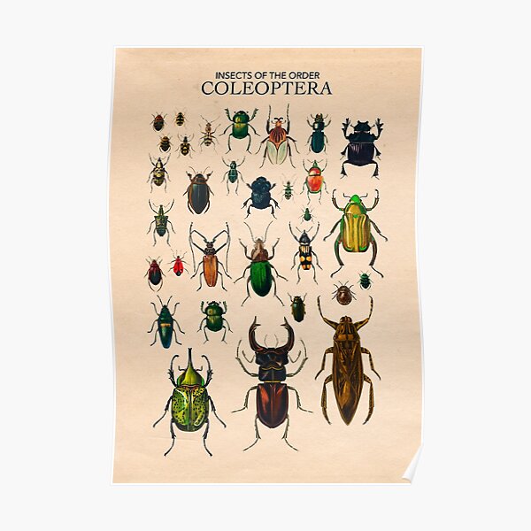 "Vintage beetle insect poster notebook coleoptera" Poster for Sale by ...